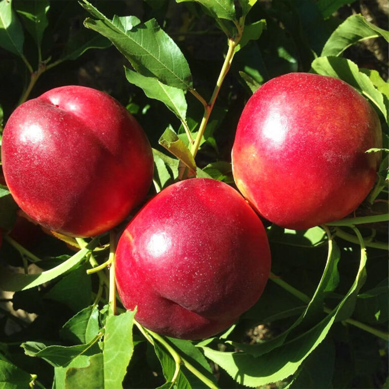 Big Top Nektarin Fidanı – Aras Agro